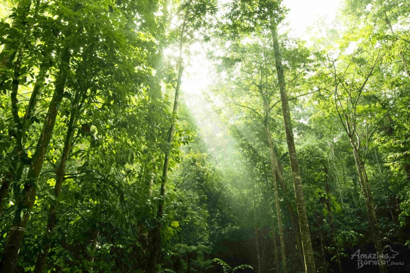 Best Hiking Trails for Jungle Trekking in Sabah: Our Top Eight Picks ...